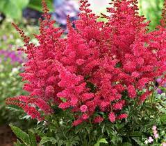 Astilbe 'Ruby Red' | Picha Greenhouses