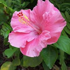 Hibiscus | Picha Greenhouses