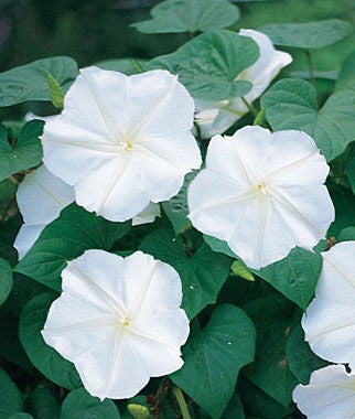 Moon Flower - White | Picha Greenhouses